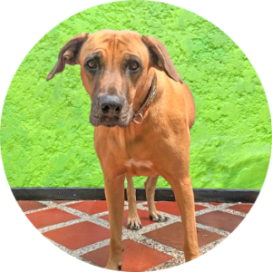 Nuestro Personal – Vital Veterinarios Especialistas